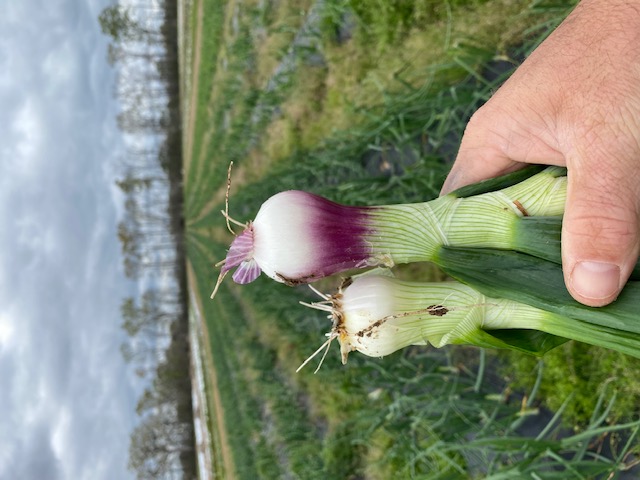 Farm Happenings for March 19, 2022 - Farm Happenings at Covey Rise ...