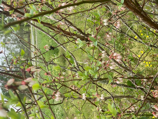 Farm Happenings for April 2, 2022 - Farm Happenings at Covey Rise Farms ...