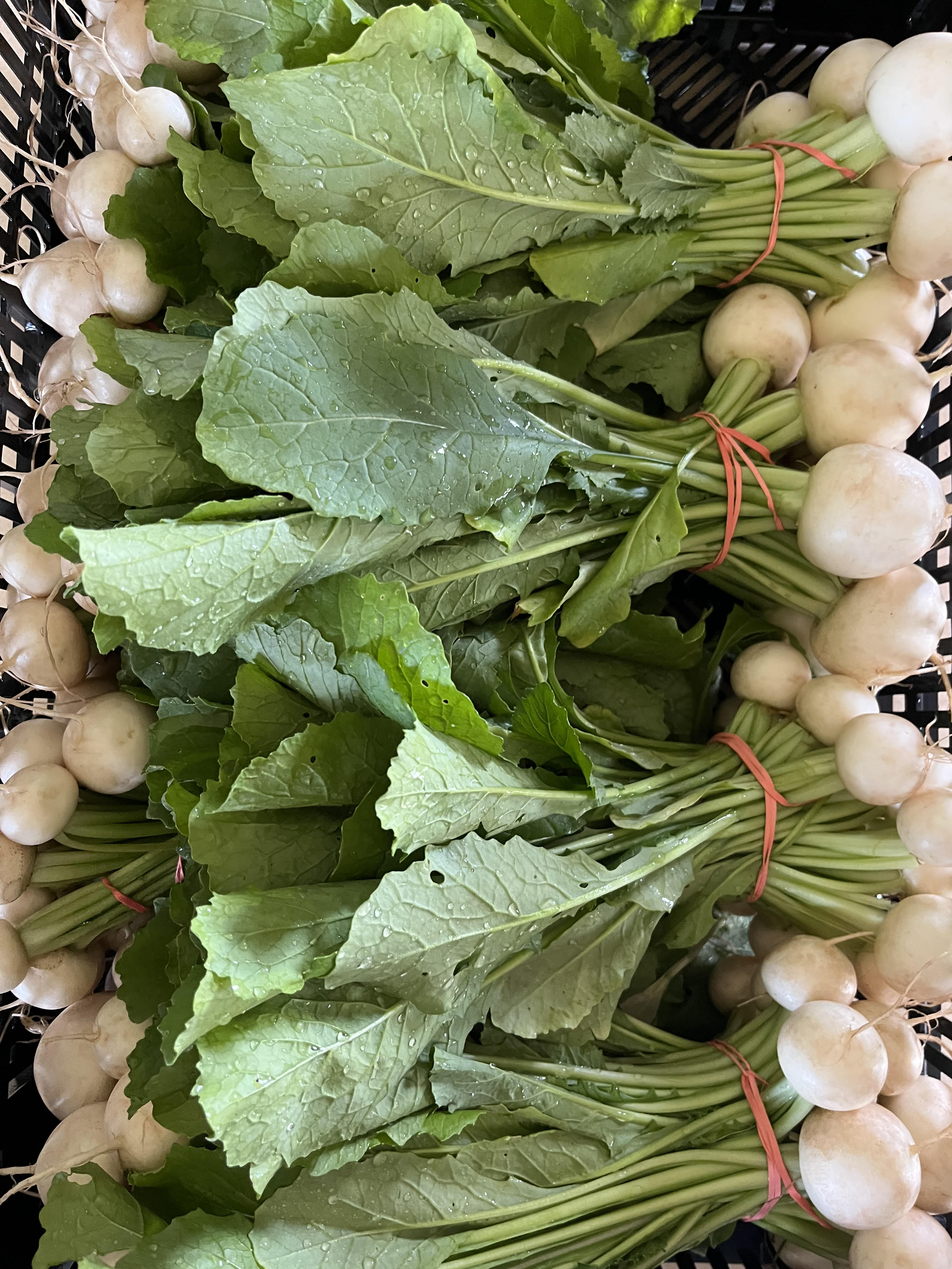 Turnip Time - Farm Happenings at Mad Radish Farm - Harvie