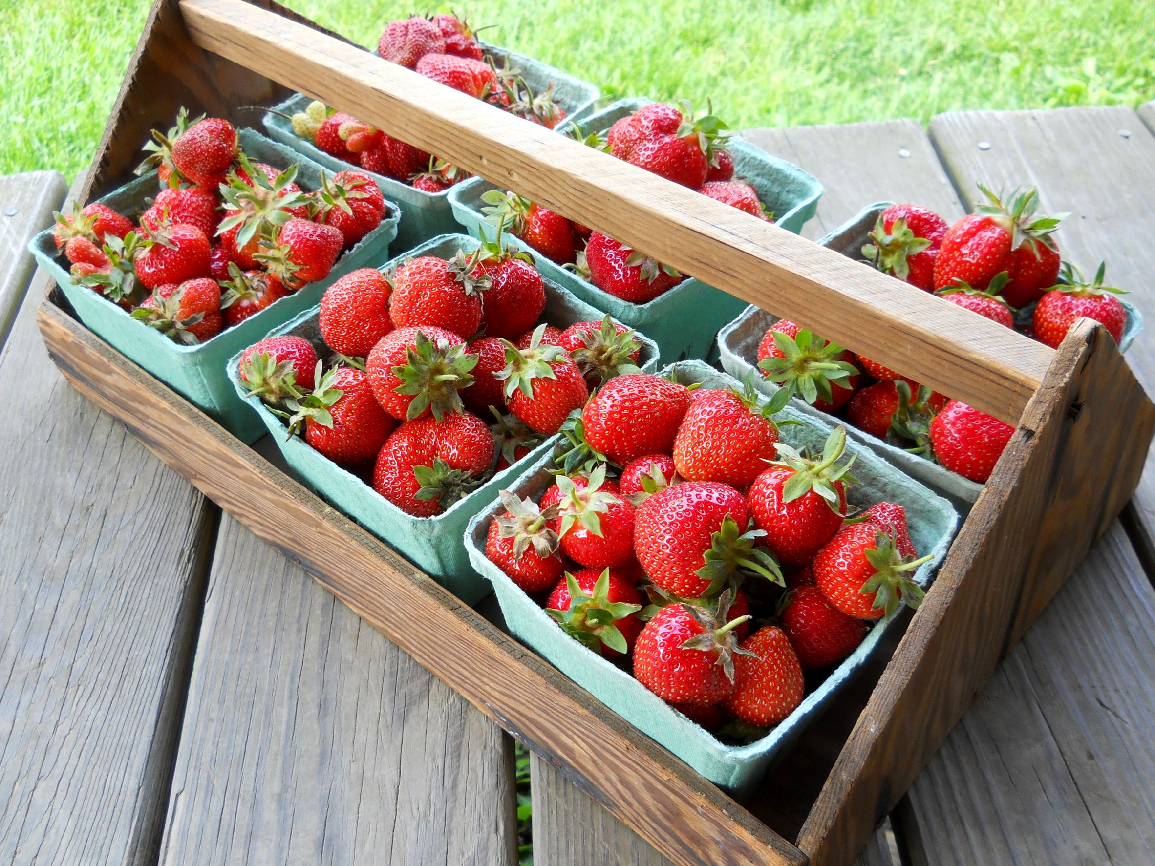 Start of Strawberry Season - Farm Happenings at Strawberry Hill Farm ...