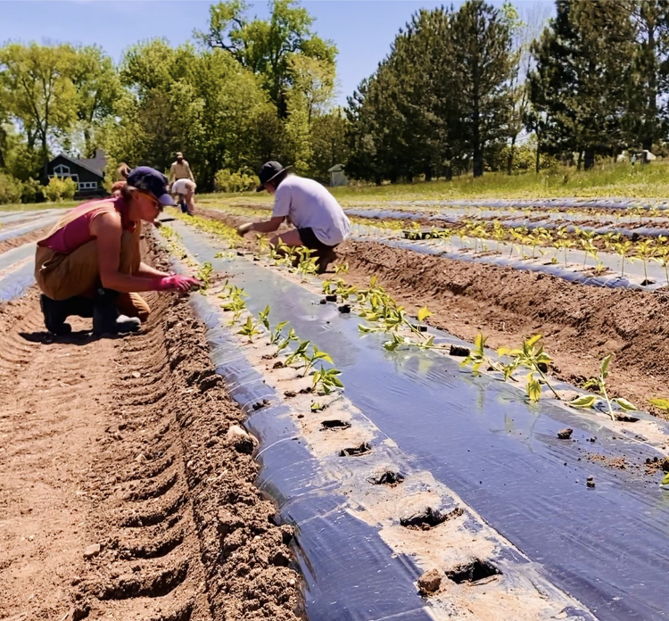 CSA Week 2 - Summer is Approaching - Farm Happenings at Kilt Farm - Harvie