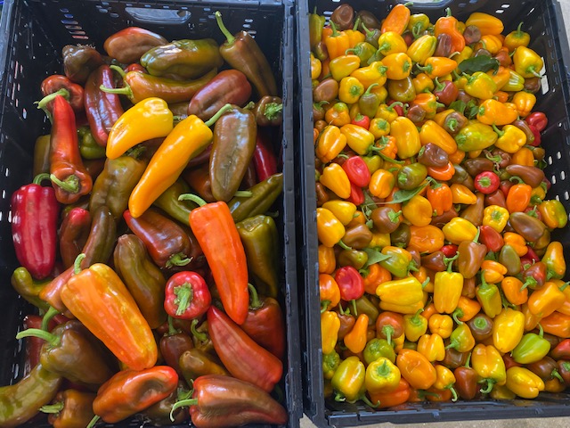 Farm Happenings for June 23, 2022 - Farm Happenings at Covey Rise Farms ...