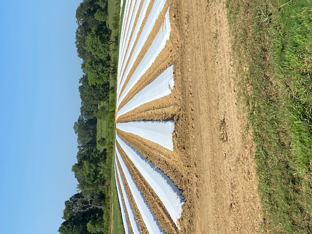 Farm Happenings for July 7, 2022 - Farm Happenings at Covey Rise Farms ...