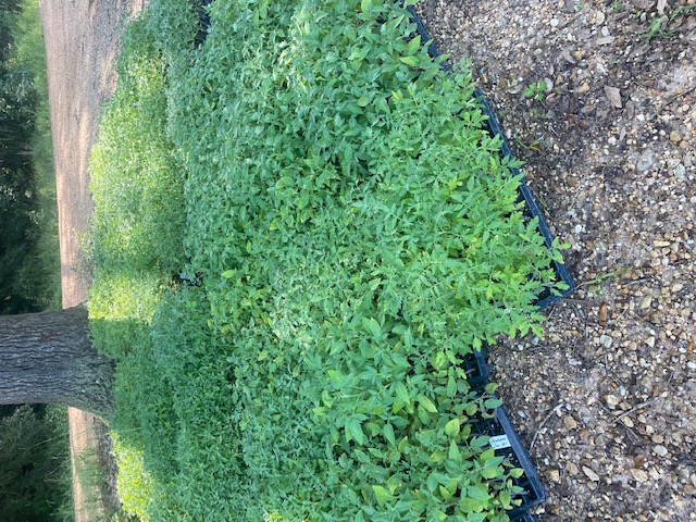 Farm Happenings for July 13, 2022 - Farm Happenings at Covey Rise Farms ...