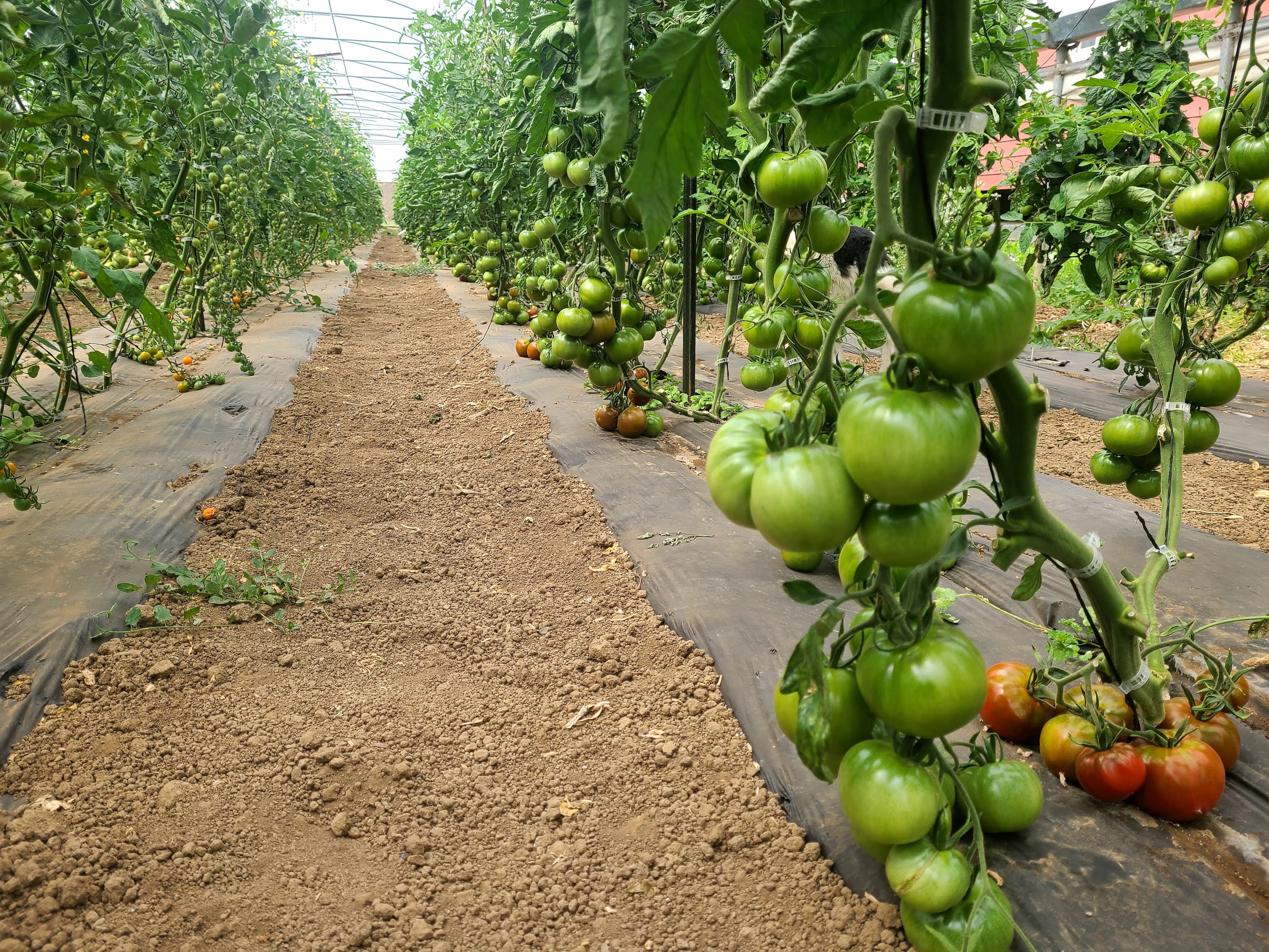 Farm News - Farm Happenings at Fifth Crow Farm - Harvie