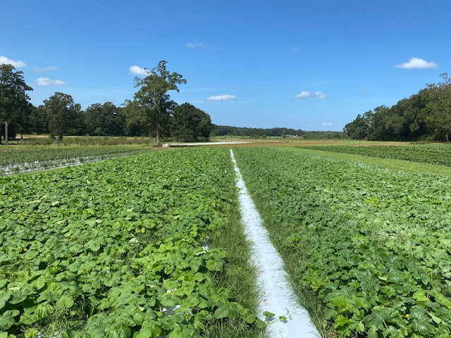 Farm Happenings for July 21, 2022 - Farm Happenings at Covey Rise Farms ...