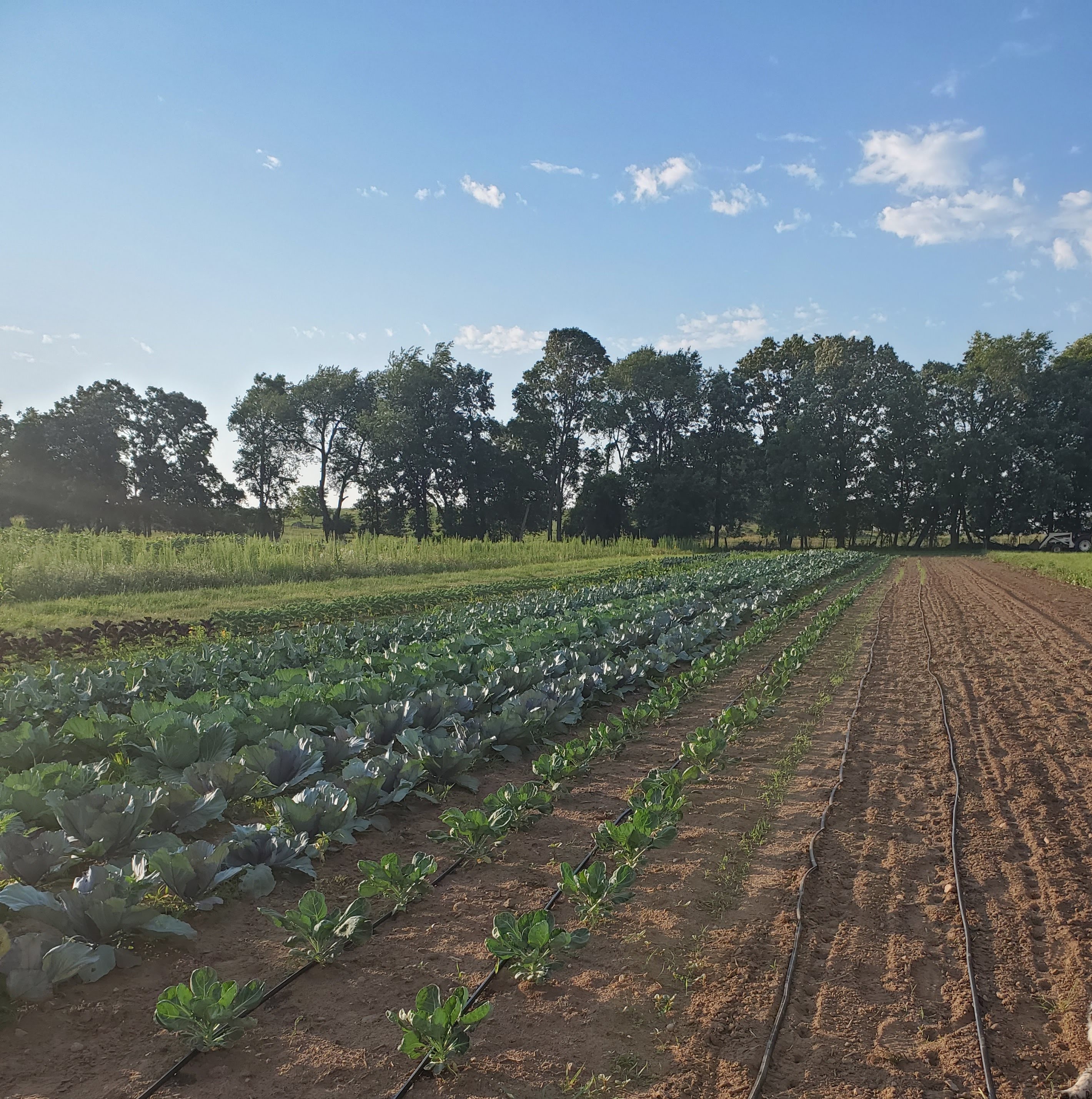 Gravel Road Farm News July 23 2022 - Farm Happenings at Gravel Road ...