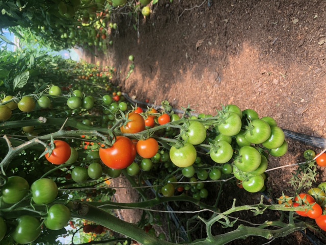 Lettuce Rejoice! August 25, 2022 - A Firmly Rooted Life - Farm ...