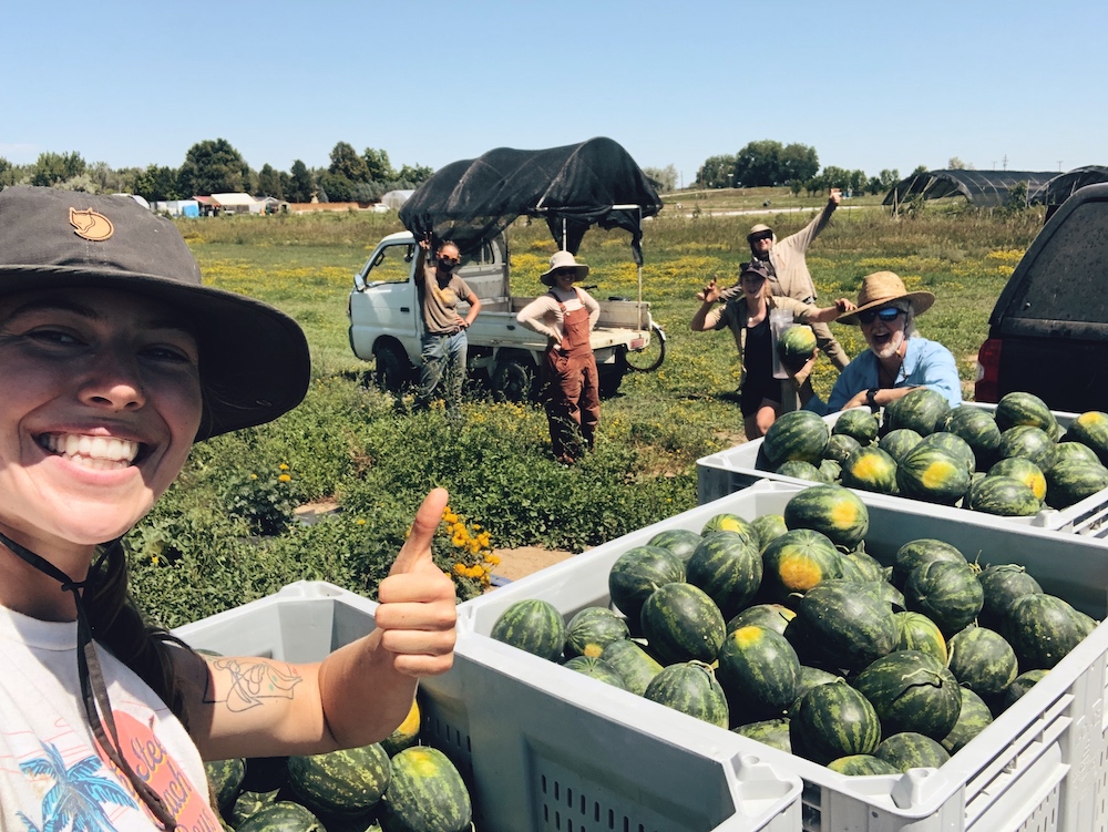 Week 12 - Back to school - Farm Happenings at Kilt Farm - Harvie