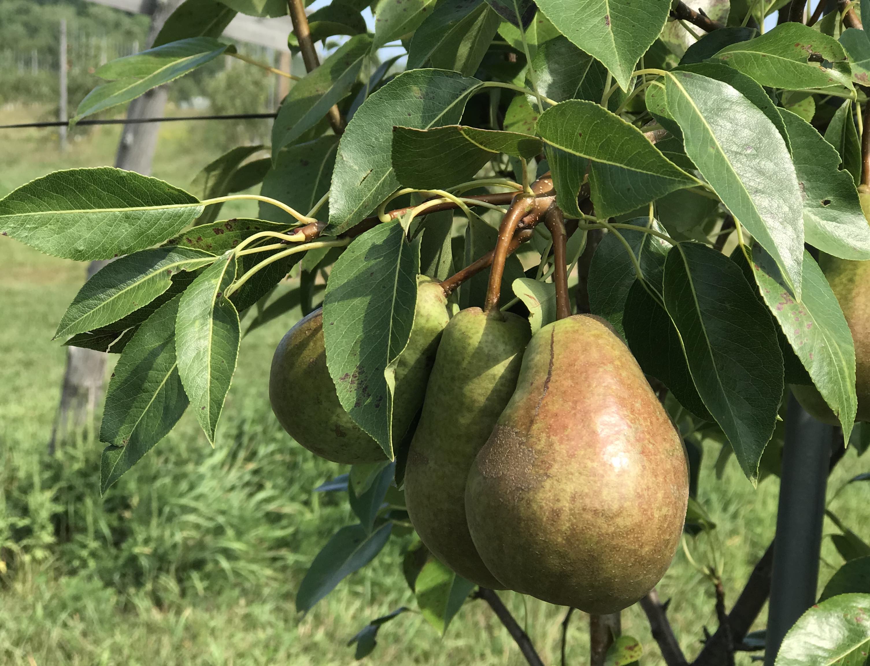 All About Pears at Bayfield Apple Company - Farm Happenings at Bayfield ...