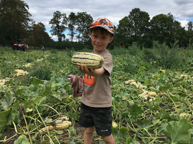 Squash Harvest Time! - Farm Happenings at Root 5 Farm - Harvie
