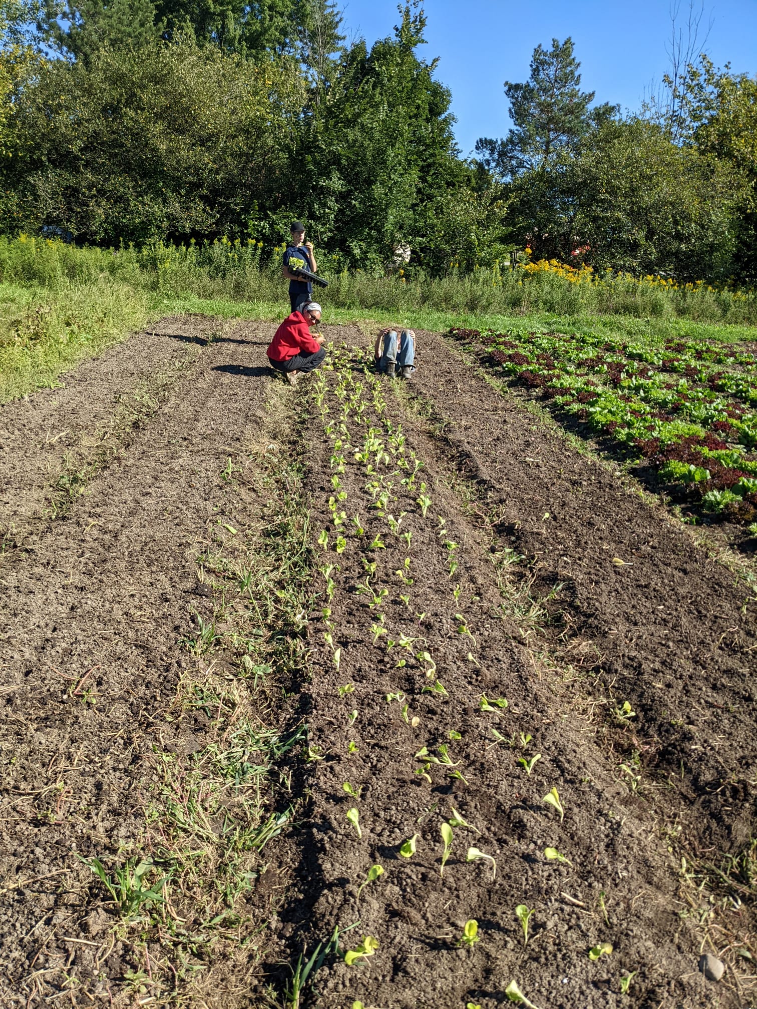 2022 Farm Share Week 14 - Fall Vibes - Farm Happenings at Mulberry Moon ...