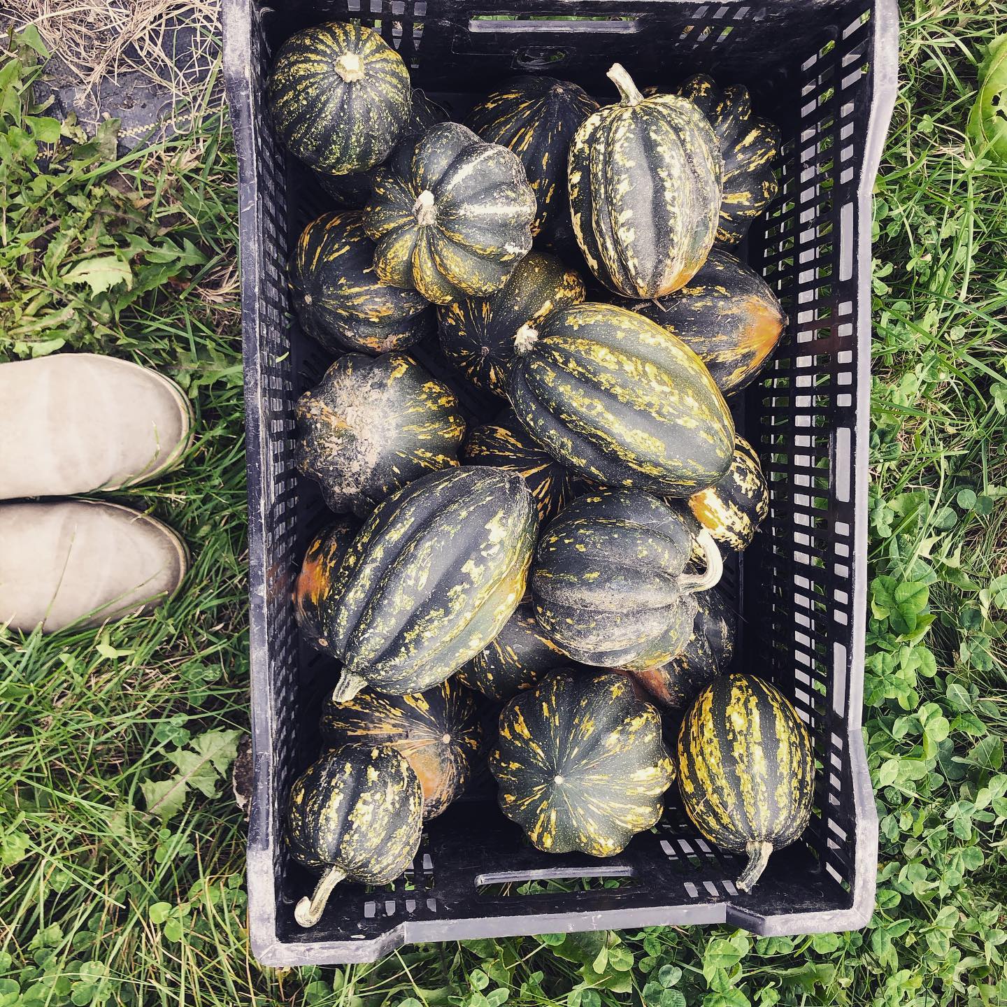 Lettuce Rejoice! Sept 22, 2022 - Here Piggy Piggy - Farm Happenings at ...