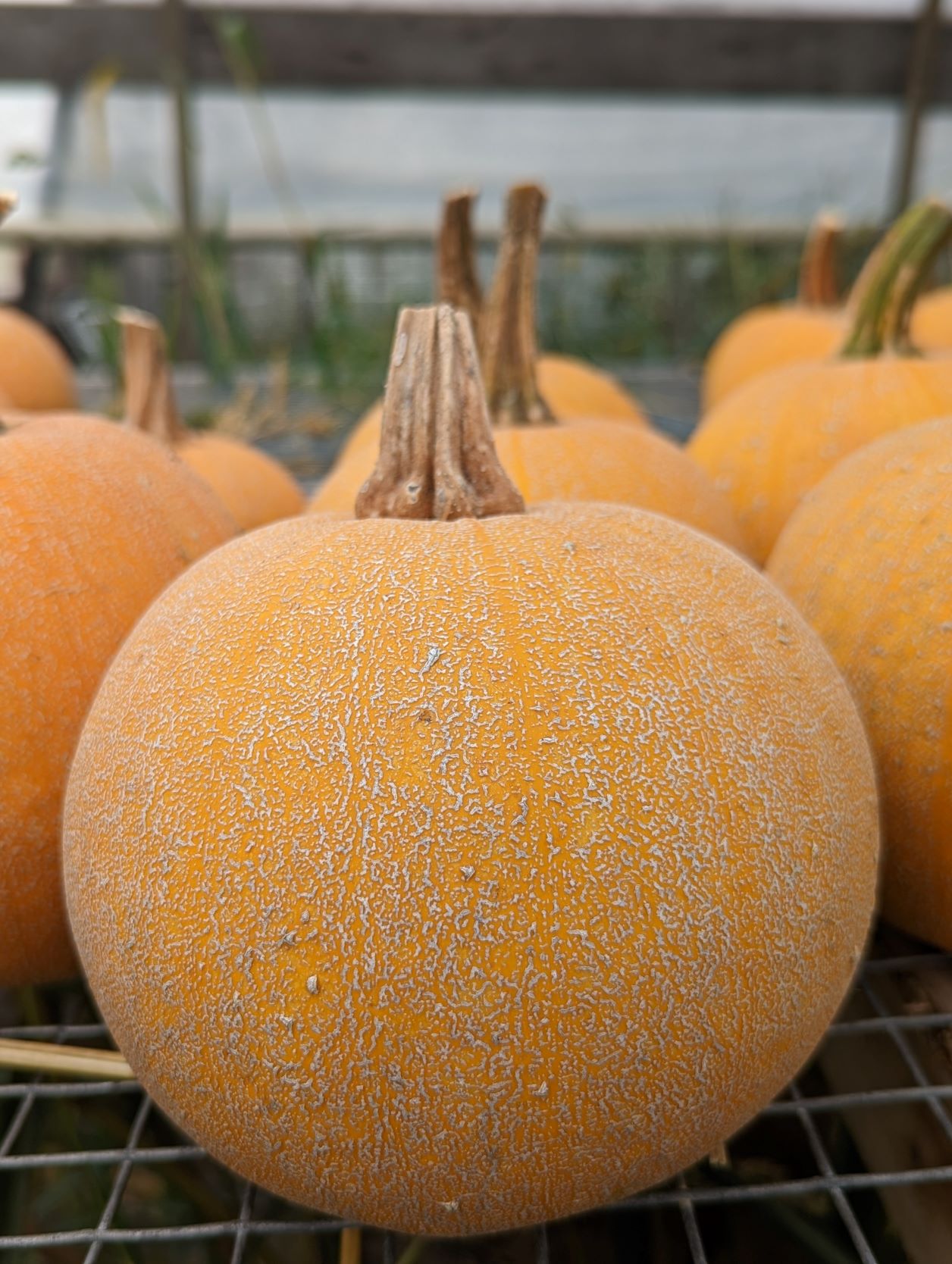 2022 Farm Share Week 16 - Fall Shares Open for Sign Up! - Farm ...