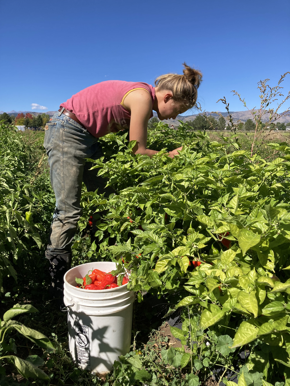CSA Week 17: Feeling like Fall - Farm Happenings at Kilt Farm - Harvie