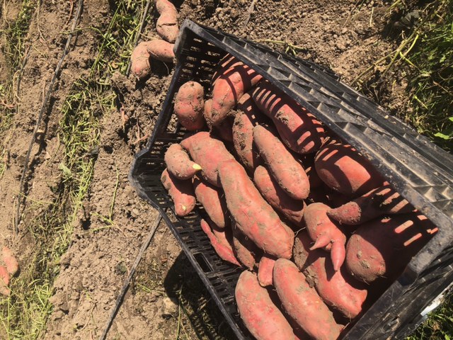 Lettuce Rejoice! October 13, 2022 - Welcome to the Winter Share & a Sad ...