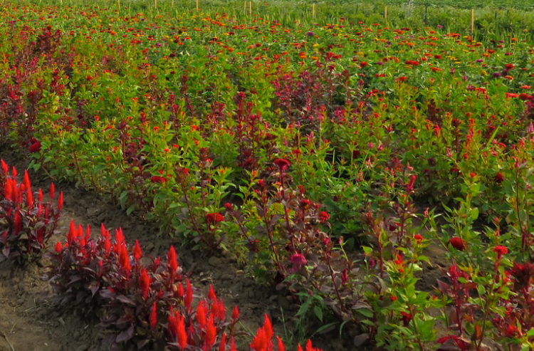 Harvie | CSA / farm shares from Hmong American Farmers Association