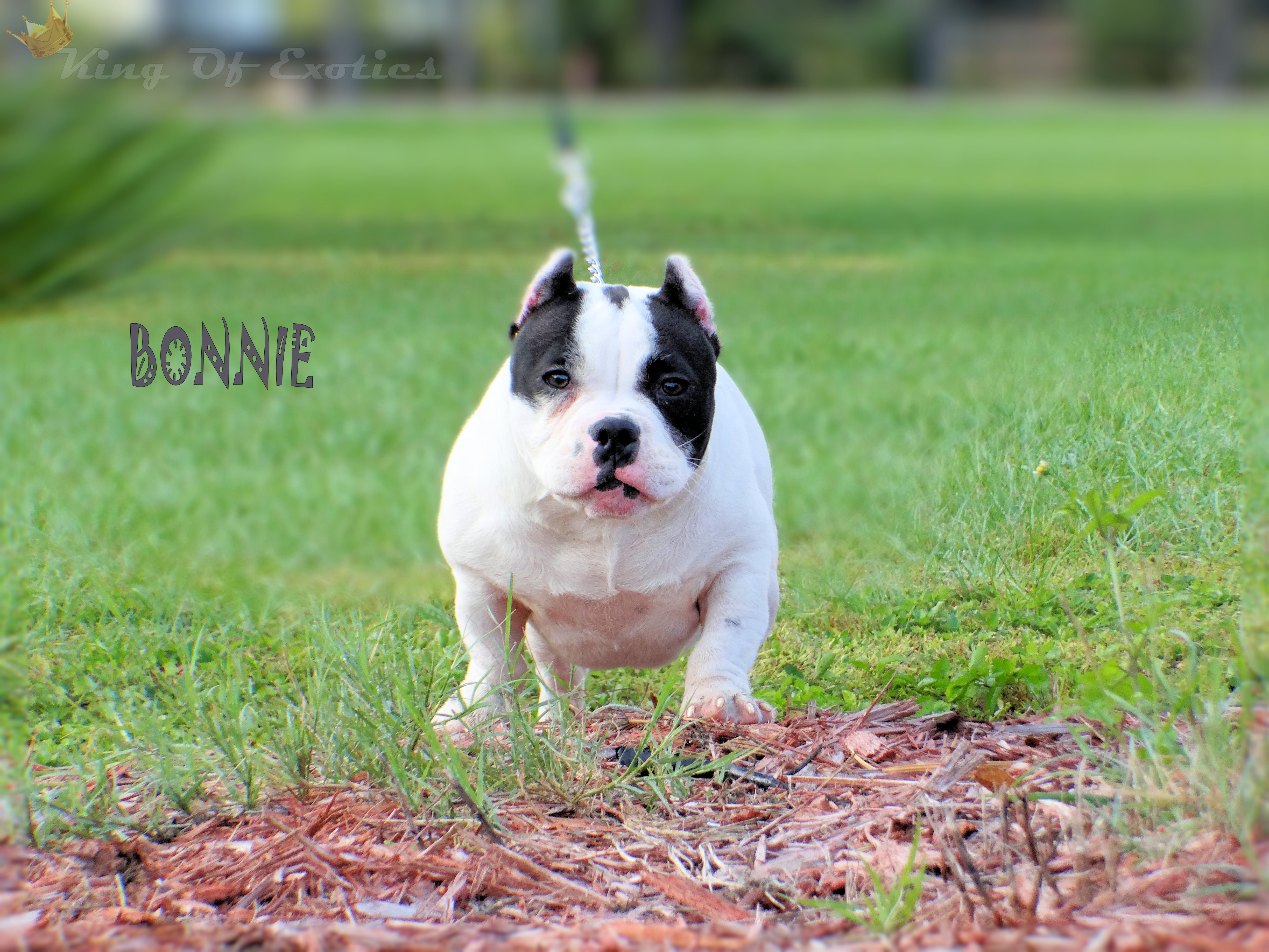 americard | Fast, Easy ACA Enrollment