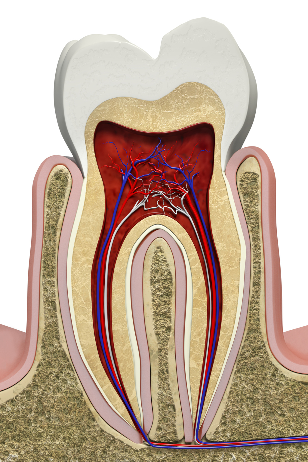 Molar Tooth Doctors Answer Your Questions
