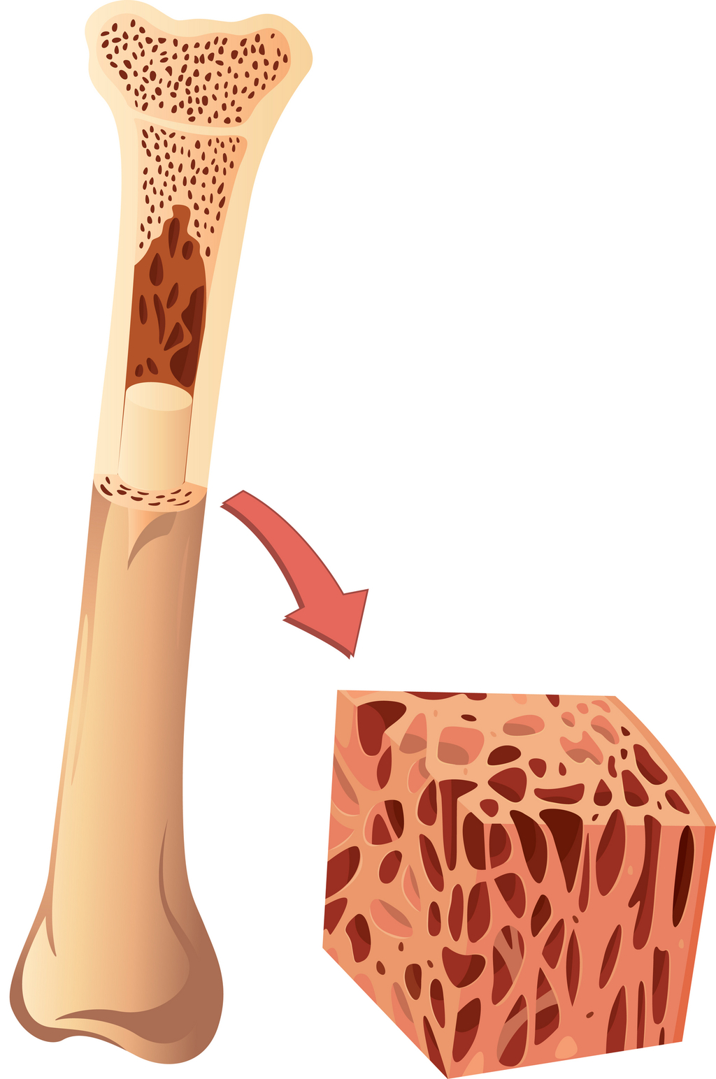 Bone What Does The Doctor Say Bone What Does The Doctor Say