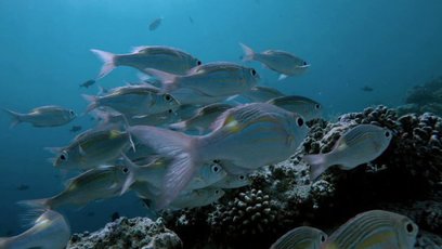 TFO – vidéos pour enfants, chansons et jeux, films et séries