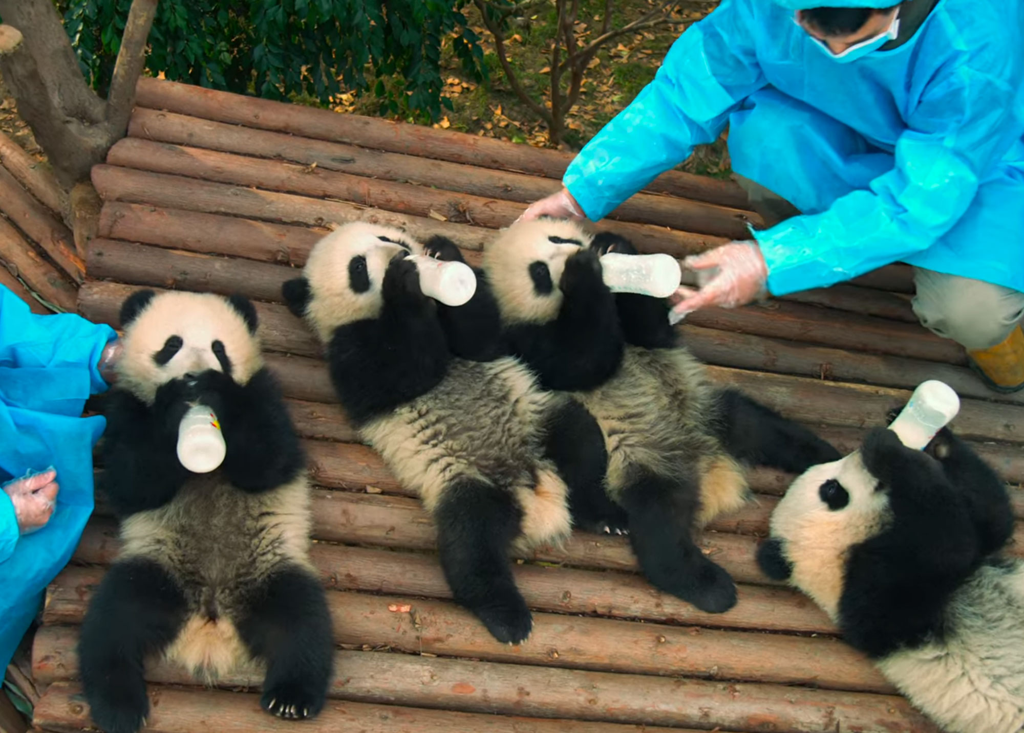  Pandas Inspiration For Change And Display Of Cuteness The Heights