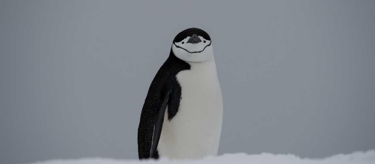 Poseidon Expeditions - 11 Day Antarctic Peninsula Cruise: Realms of ...