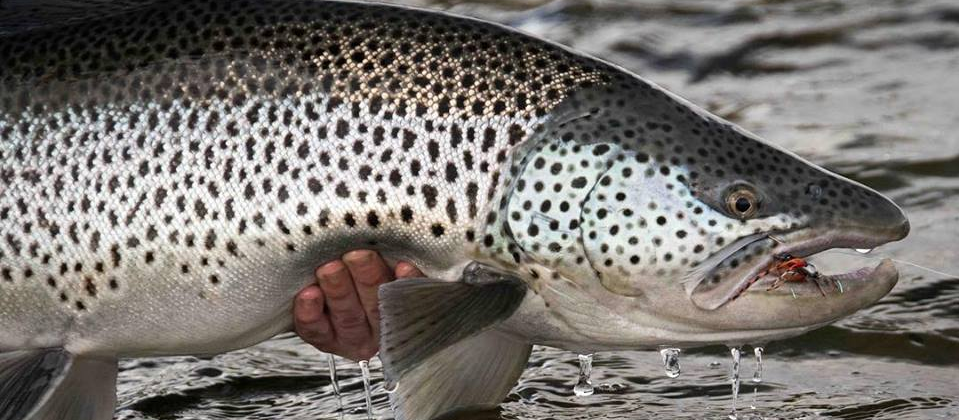 Fish Partner - Fish Partner: 5 Days Fly Fishing in Iceland