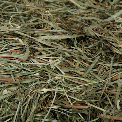 How does hay get moldy? Is moldy hay safe? – Small Pet Select