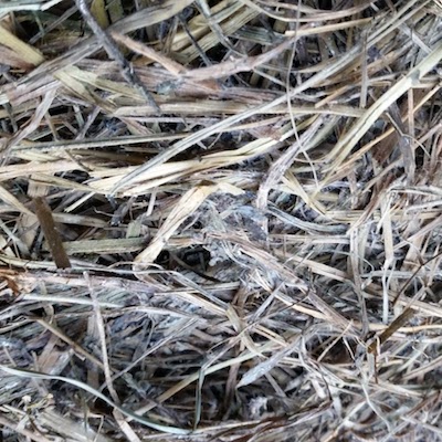 How does hay get moldy? Is moldy hay safe? – Small Pet Select