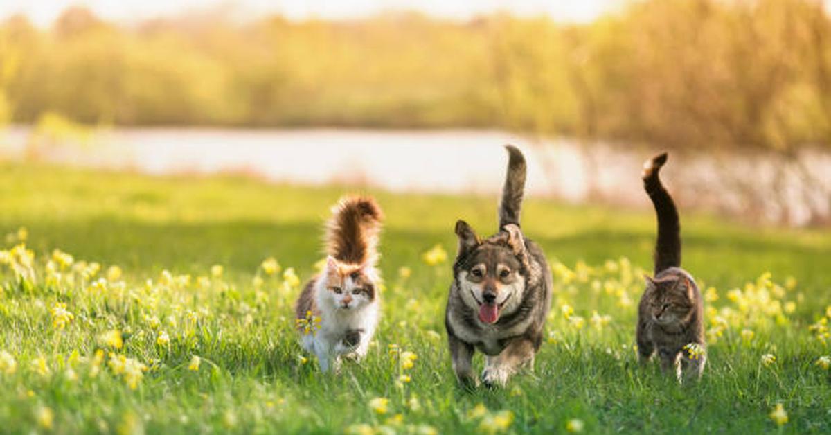 Exploring Hong Kong's Vibrant Pet Landscape- Starting with Pet ...