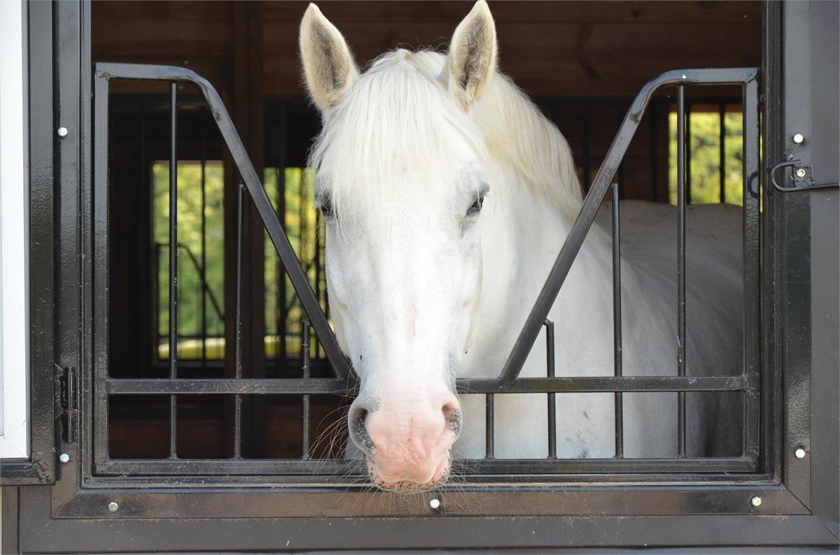 Home - Path International