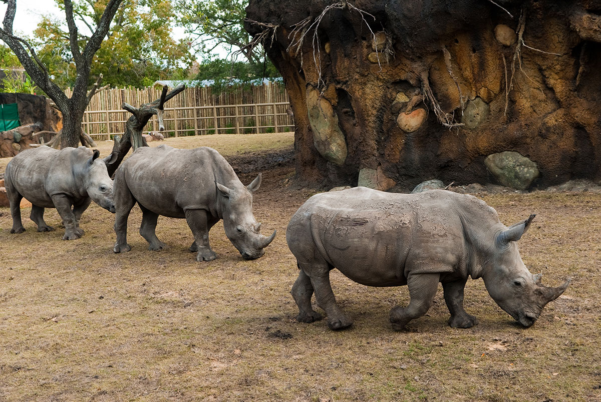 Houston Zoo African Forest Exhibit - Hines