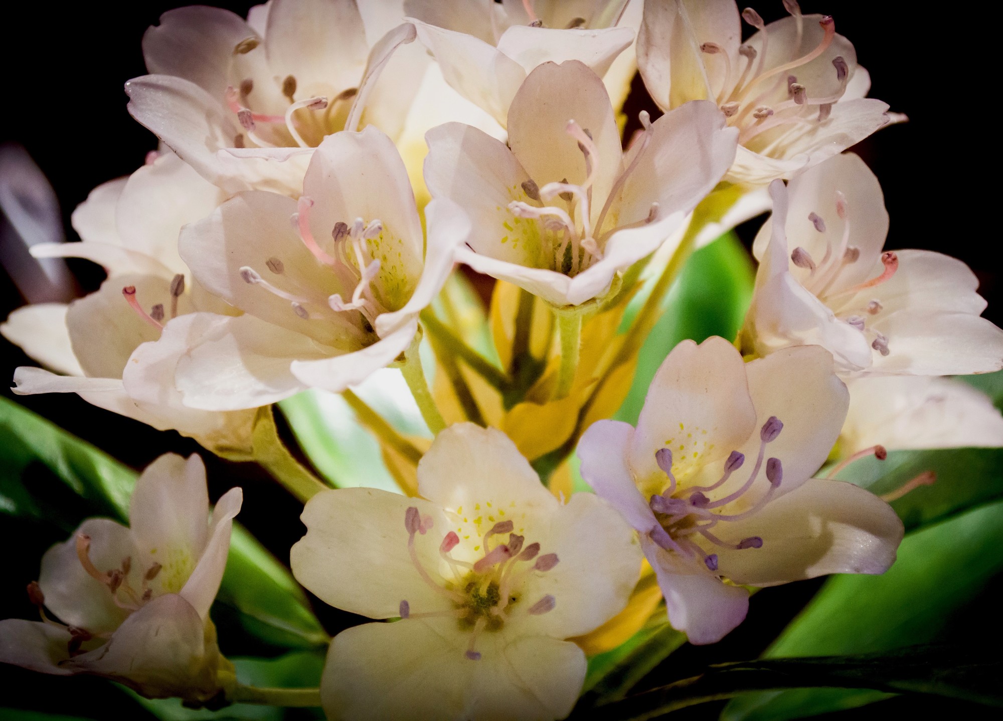 Glass Flowers Marvels Of Art And Science At Harvard at Ryan Bruce blog
