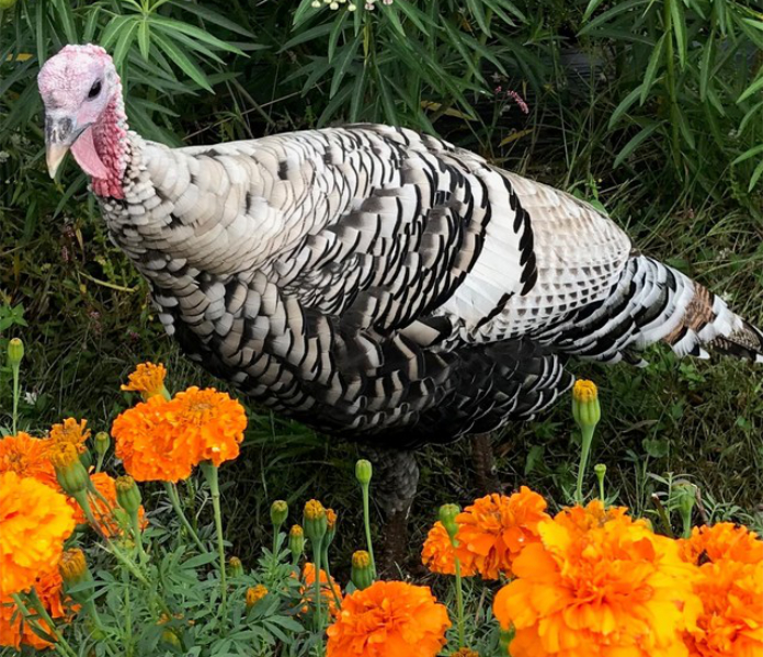 Casey Farm Pop-Up Holiday Market | Historic New England