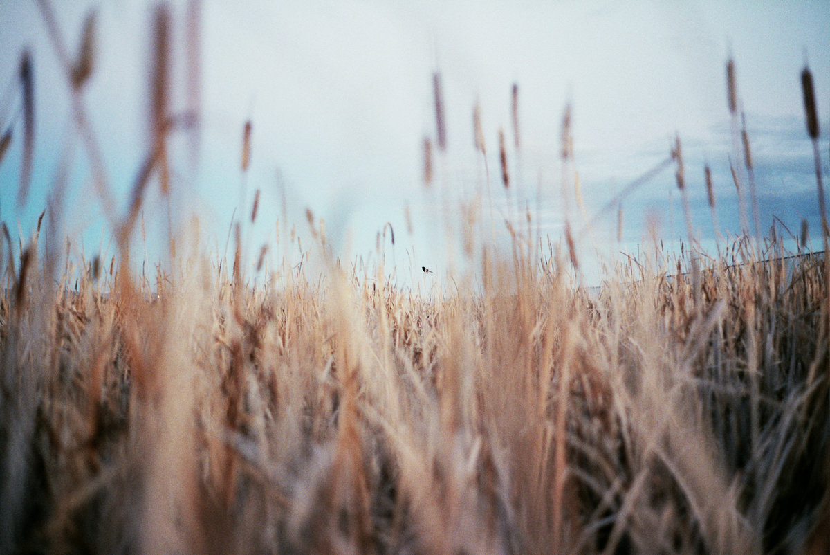 Hobart :: How To Fall In Love by Emily Lackey