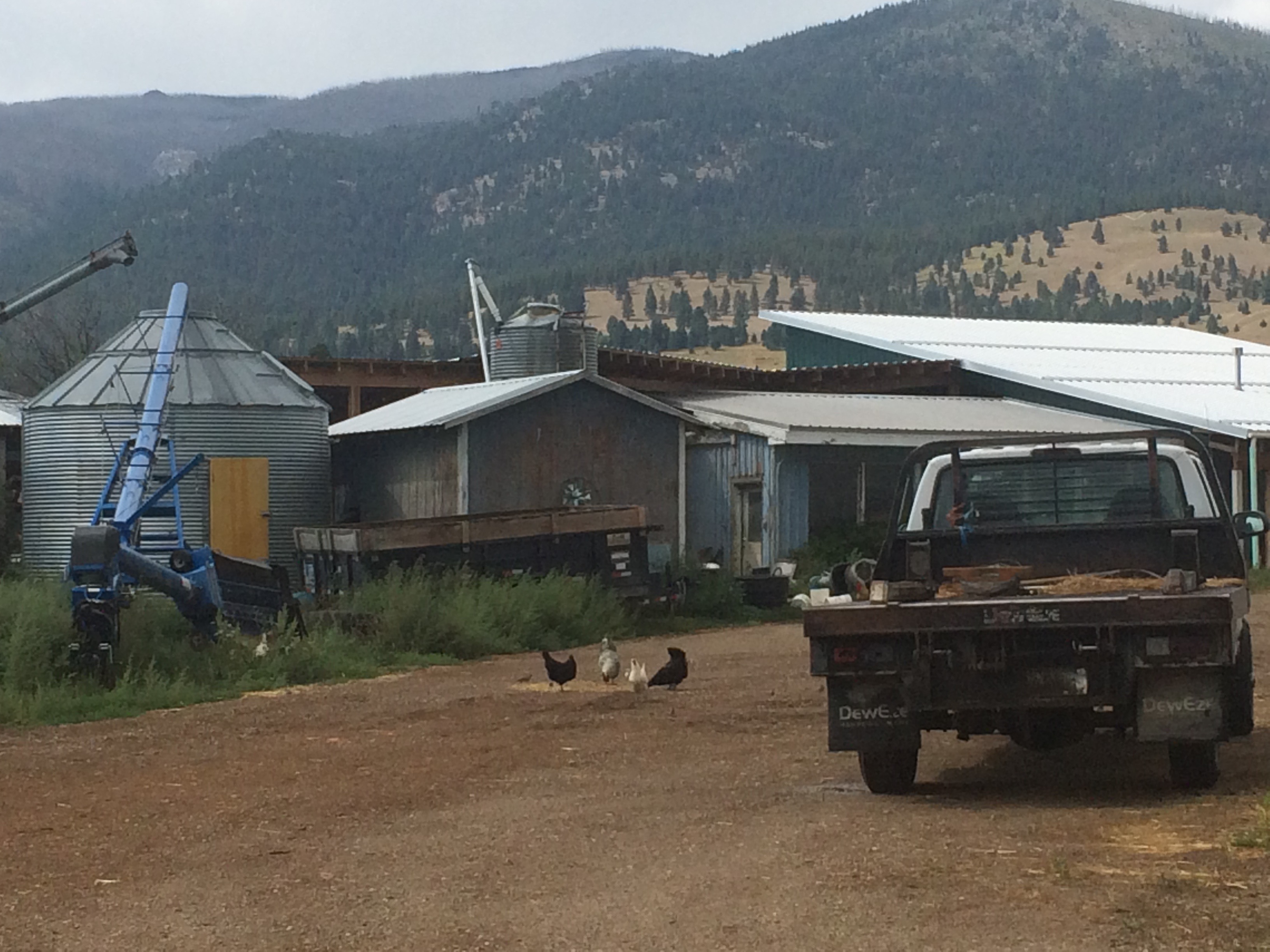 Hobart :: Paper Wasps by Joseph Worthen