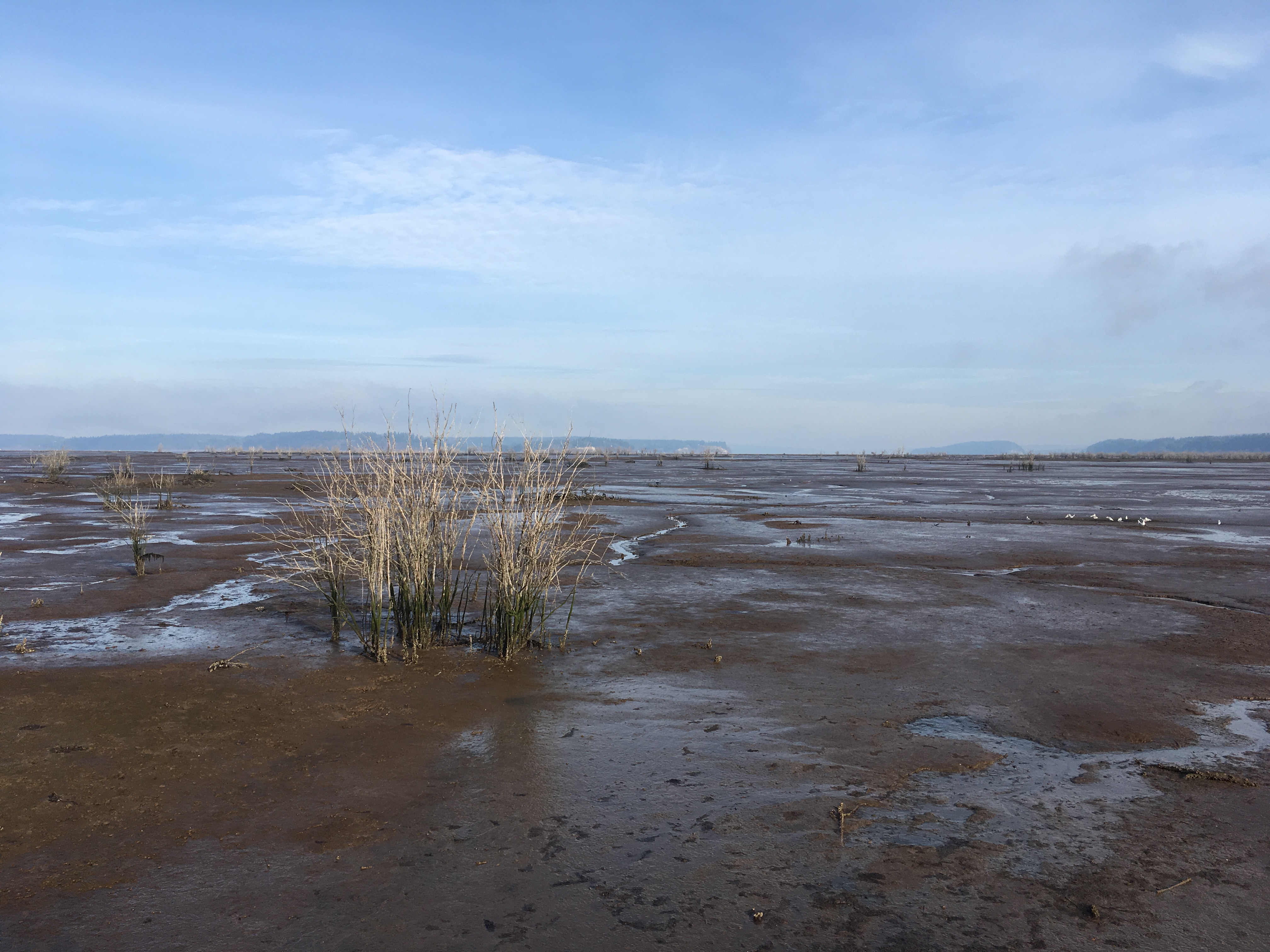Hobart :: Lone Star by Rachel Duboff