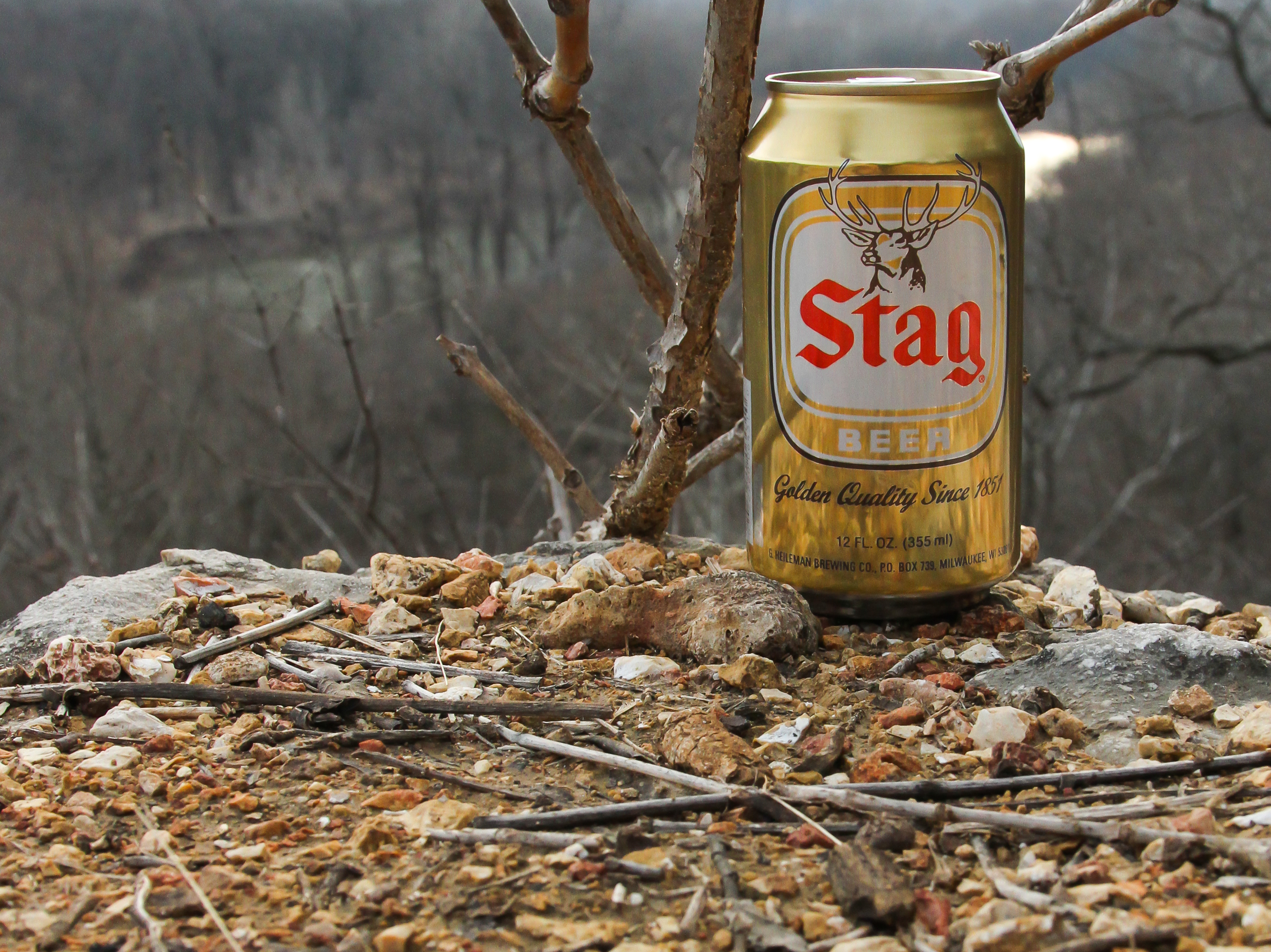stags beer