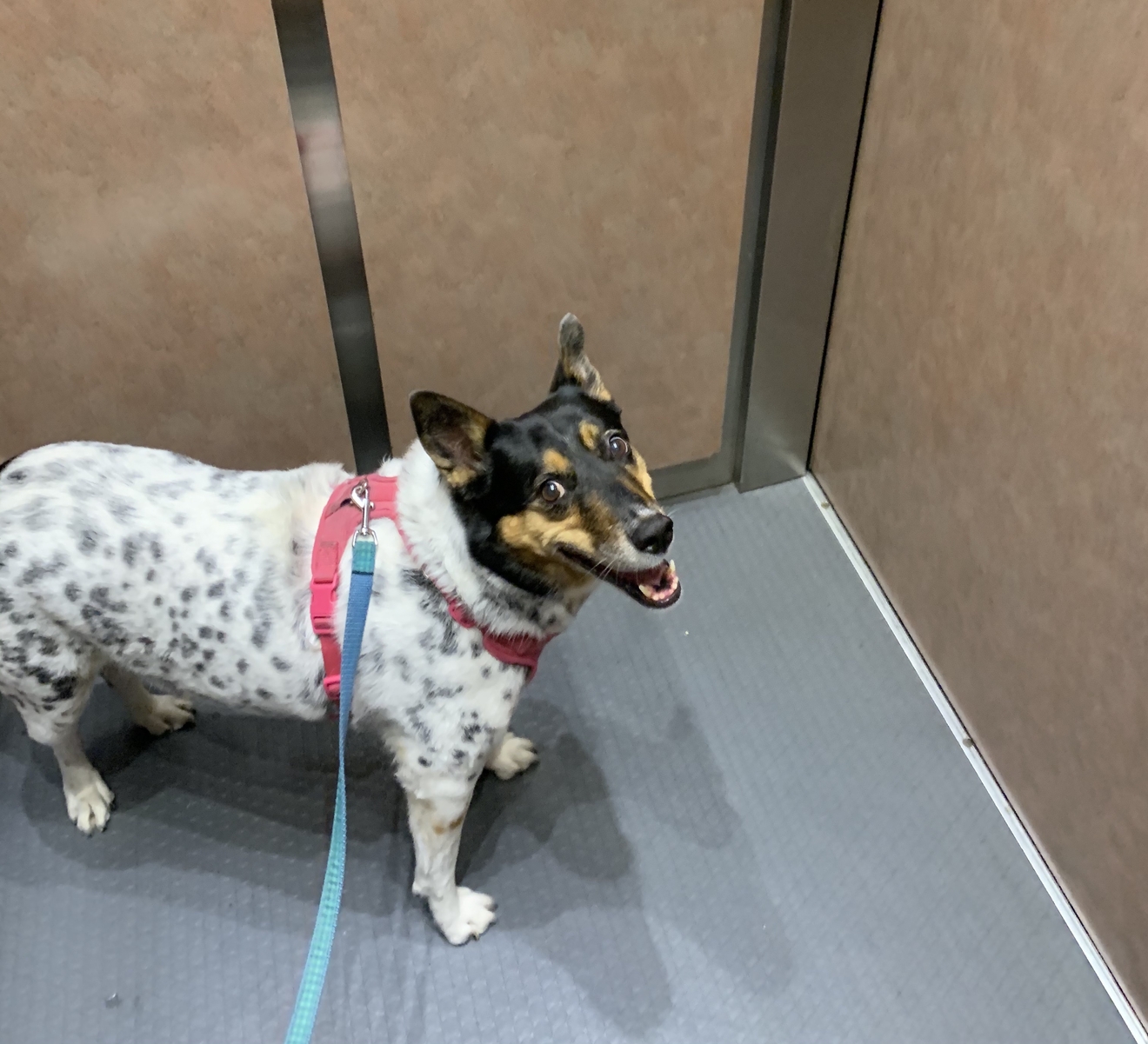 Hobart :: Danny's Dog by Josh Code