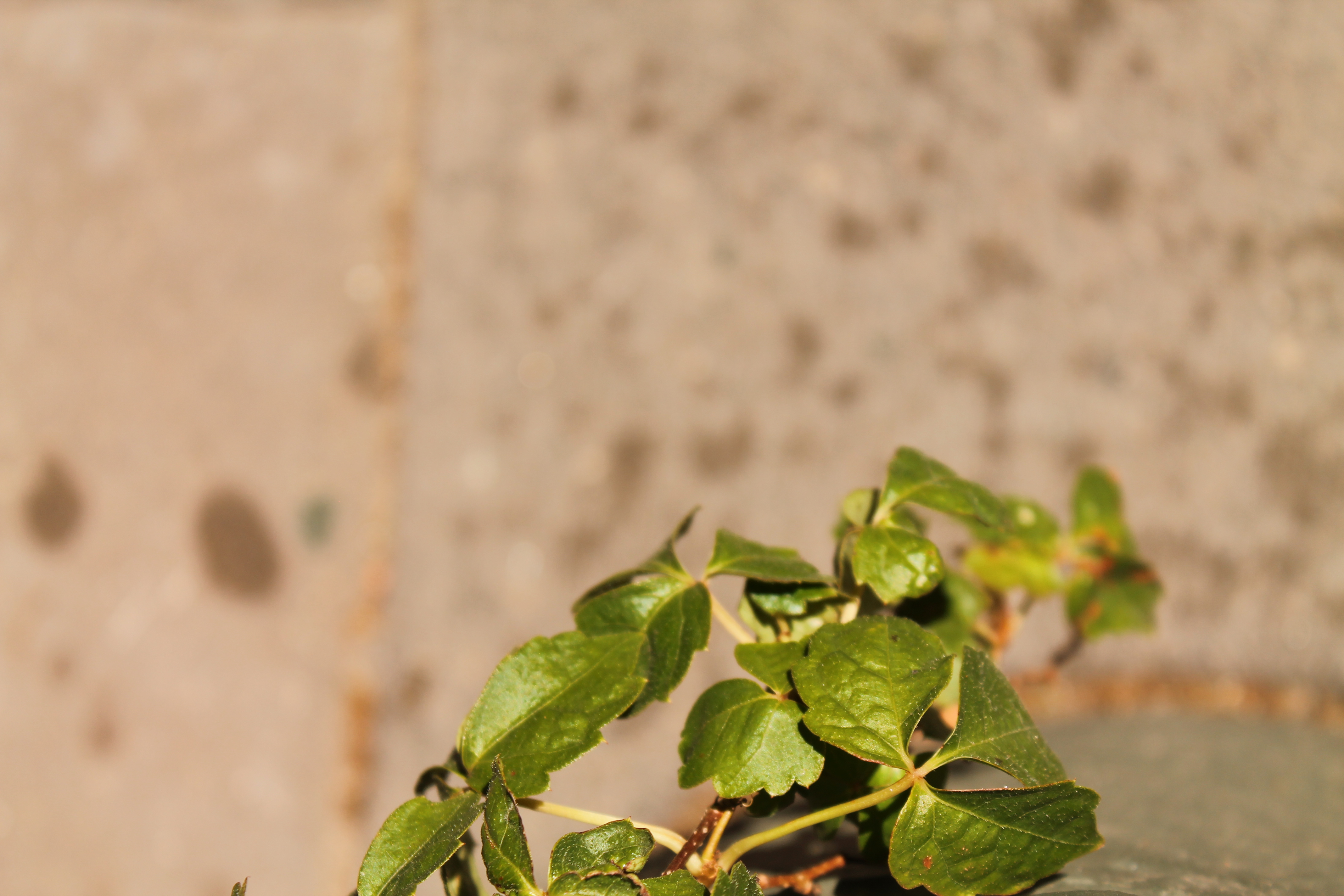 Hobart :: Clearance by Susannah Felts