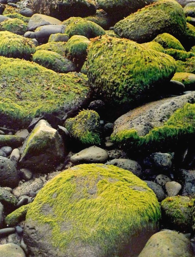 Eliot Porter | Holden Luntz Gallery