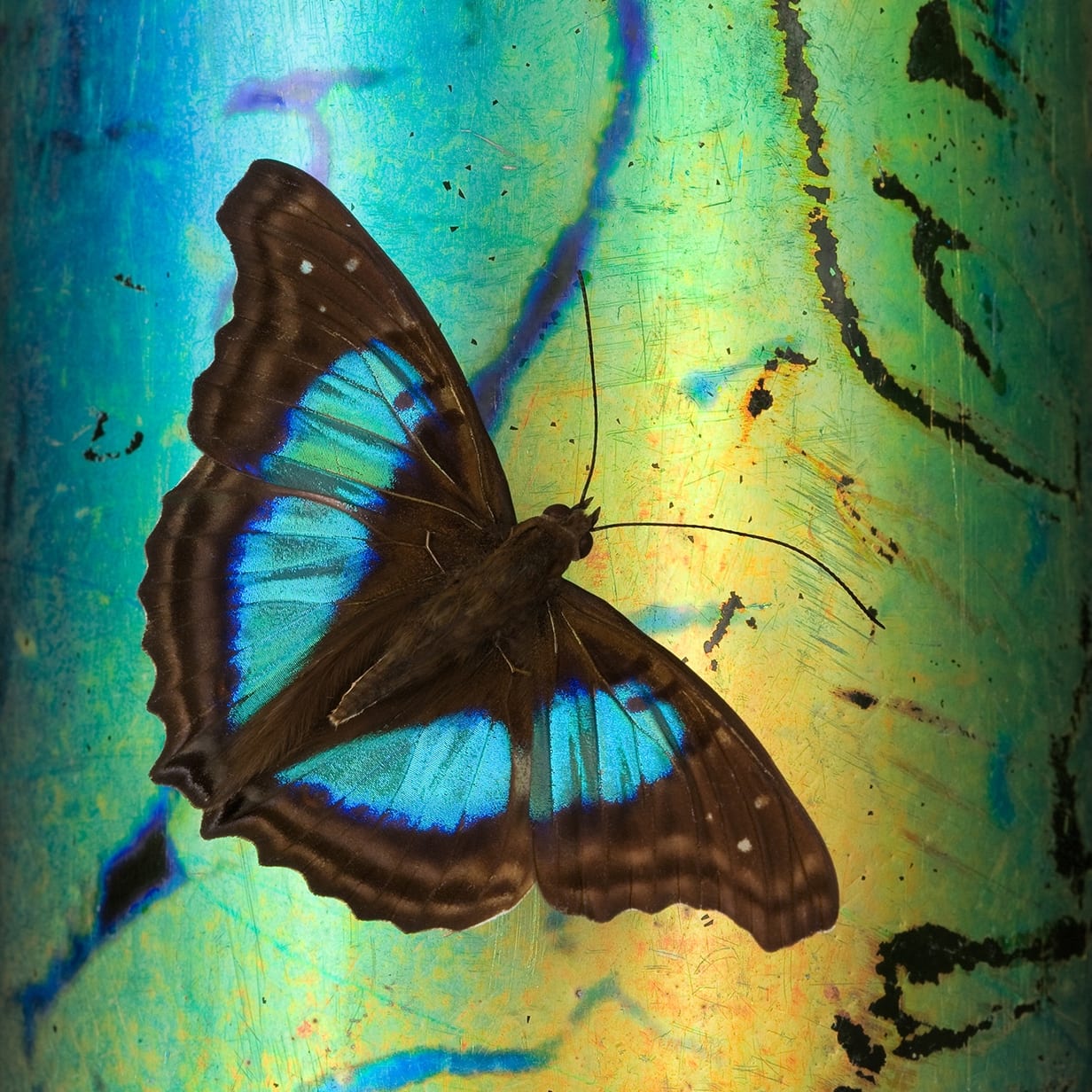 Jo Whaley Photography - Holden Luntz Gallery