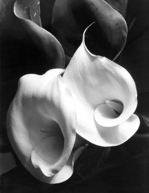 Imogen Cunningham Photography - Holden Luntz Gallery