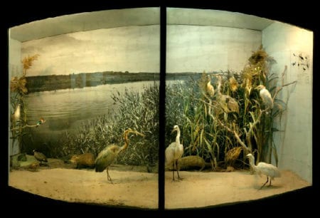 Sill life (Nature Museum) - Holden Luntz Gallery