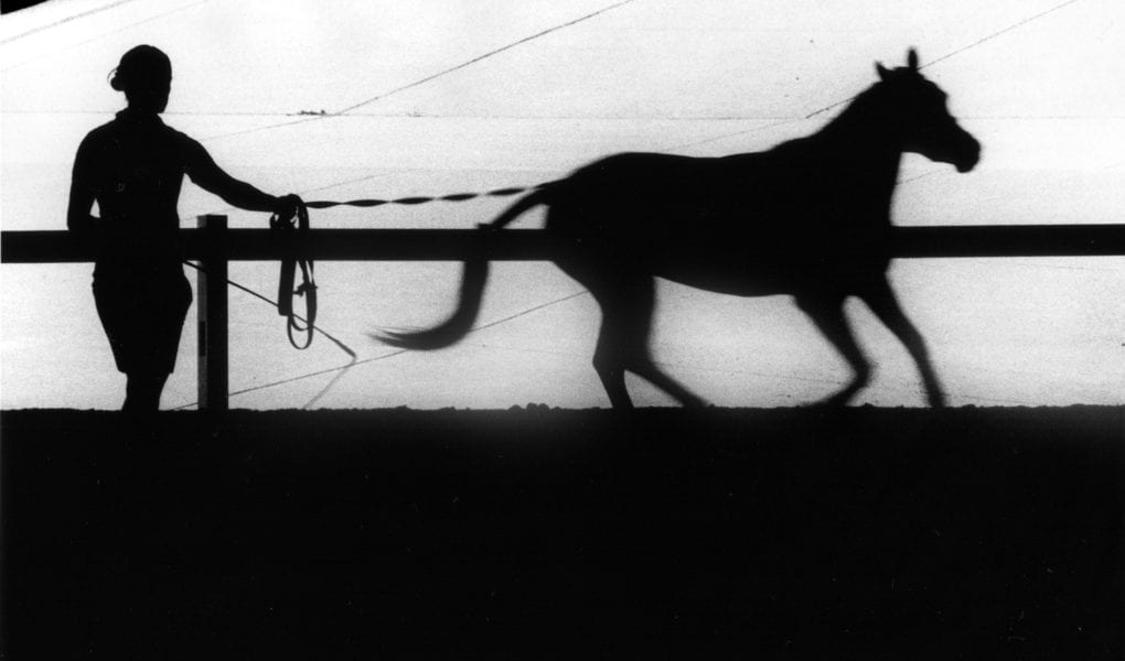 Jim Lee Photography - Holden Luntz Gallery