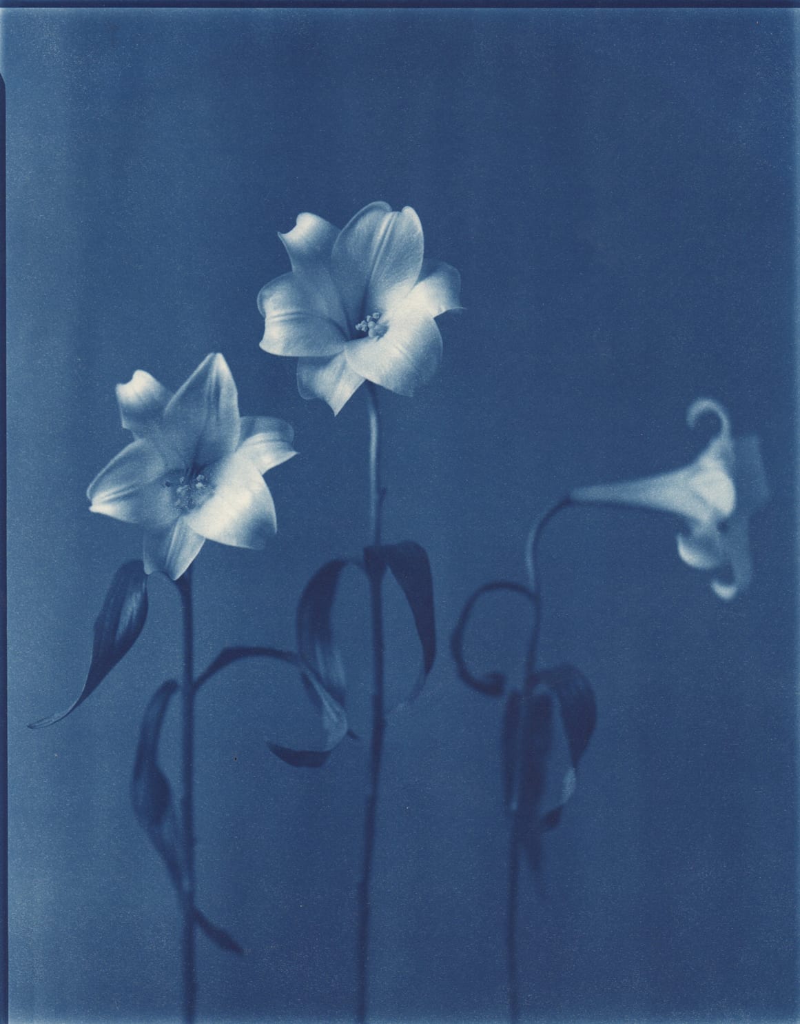 Holden Luntz Gallery - John Dugdale: The Mind's Eye