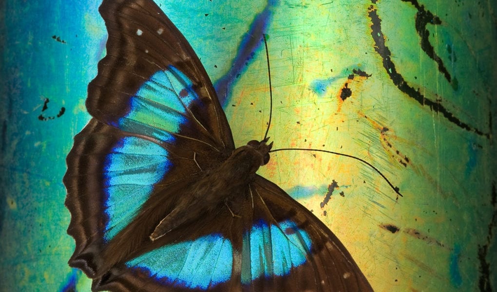 Jo Whaley Photography - Holden Luntz Gallery