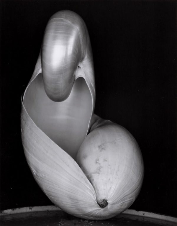 Edward Weston's Shells - Holden Luntz Gallery