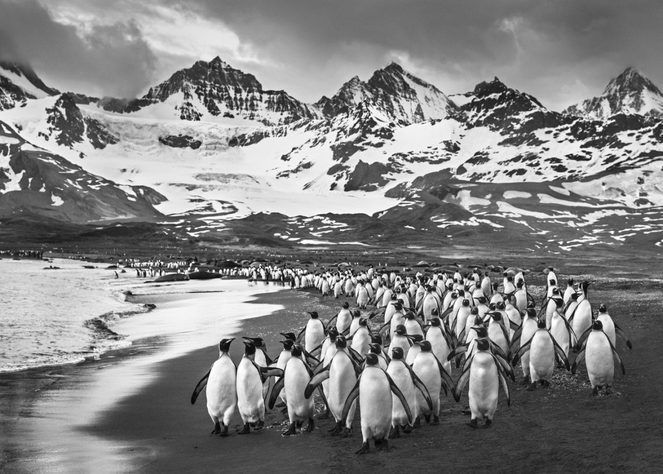 Dialogues With Great Photographers - David Yarrow - Holden Luntz Gallery